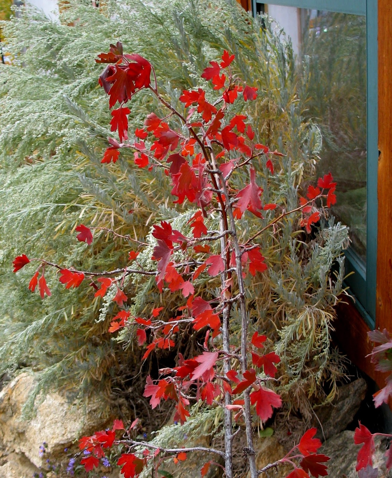 CO-Horts: Native plants for fall color