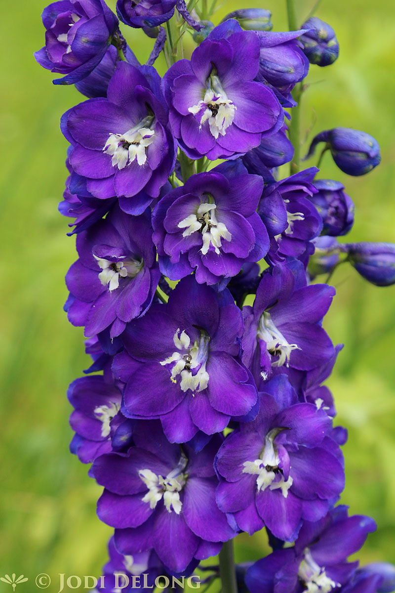 Bloomingwriter: Gardening in Nova Scotia: Fleur Photos du Jour: Spike ...