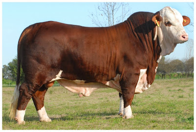 Jariperos: MEJORES RAZAS DE TOROS DE REPARO