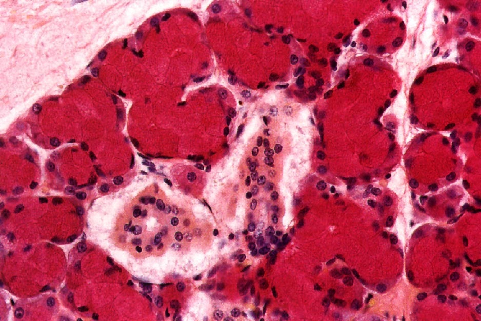 Acinos: coloraciones histoquímicas