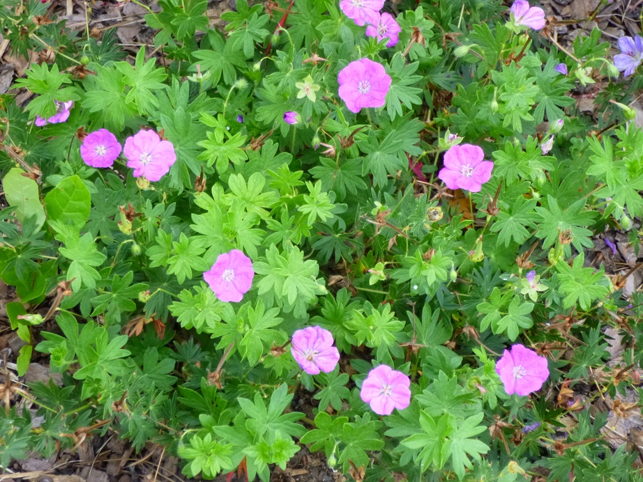Garden of Aaron: Groundcover Review: Cranesbill Geraniums