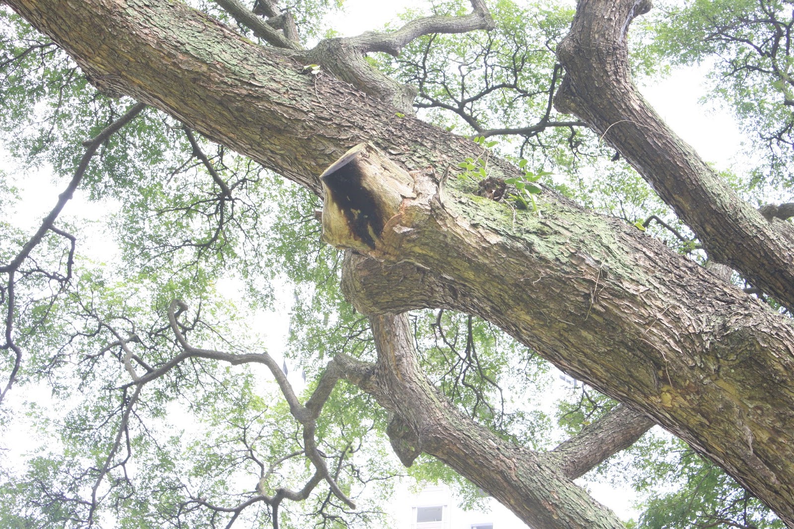 Openplants: April 2018