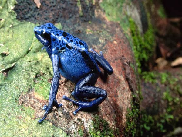 Broadford Primary: Fact Hunters: Ducks, frogs & lobsters
