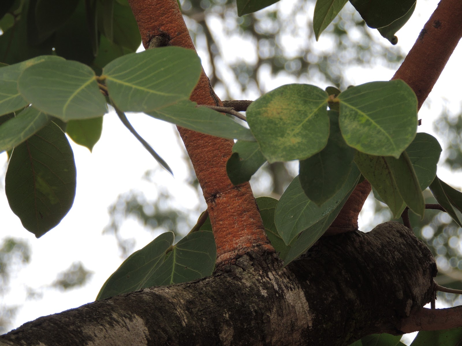 Fabaceae - Leguminosae: Fabaceae - Hymenaea stigonocarpa Mart. ex Hayne