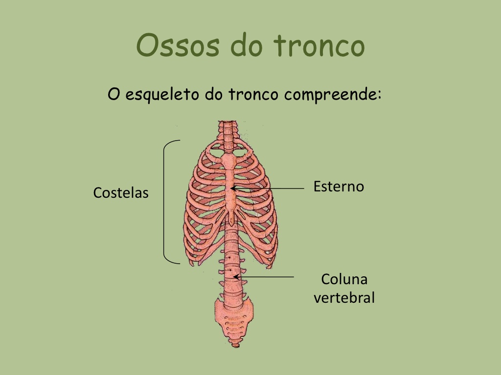 ossos do tronco - wood scribd braxin