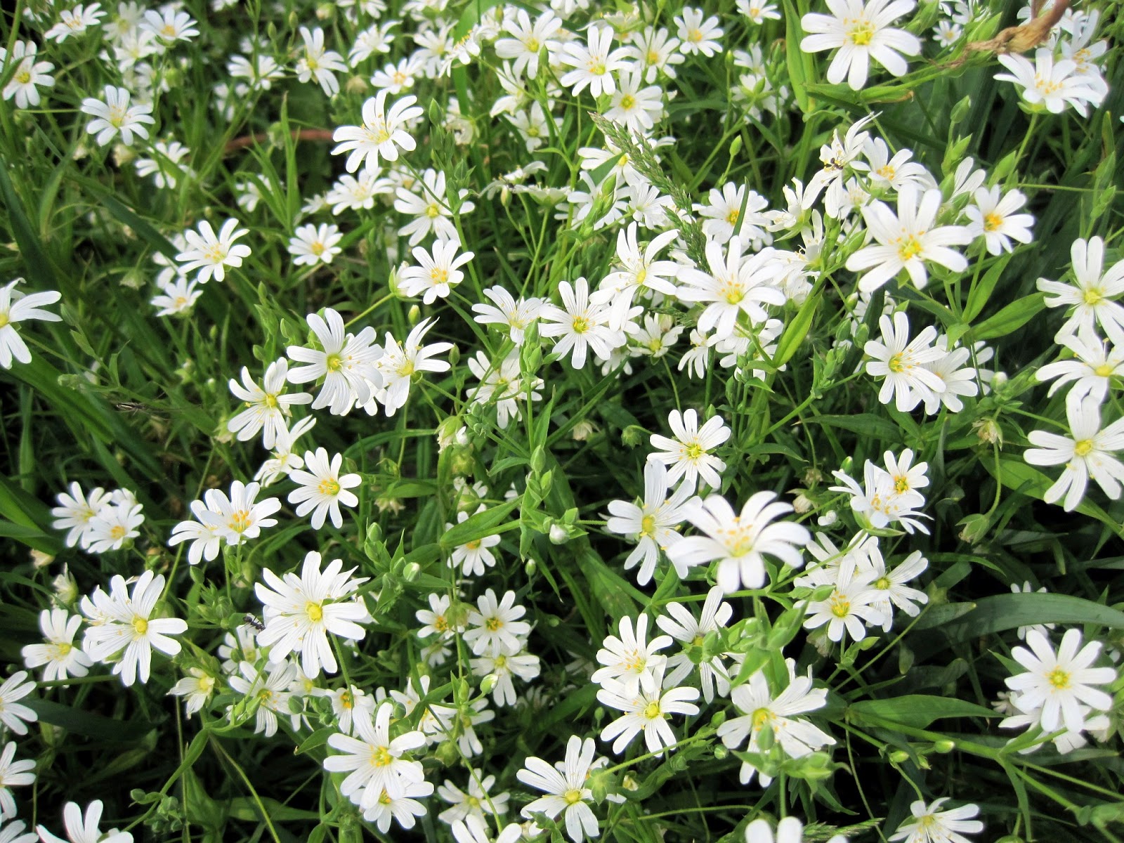 Landbohaven: Blomster billeder.