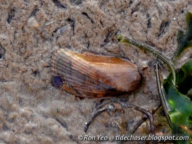 tHE tiDE cHAsER: Pteriomorph Bivalves (Phylum Mollusca: Subclass ...