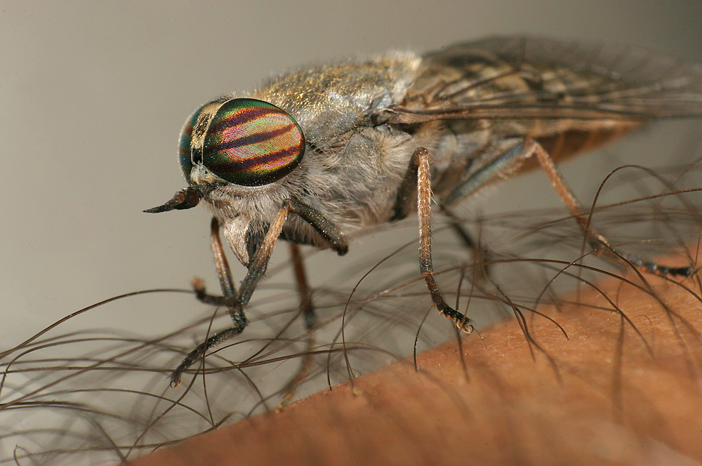 · Nono Guirado: Contra las picaduras de tábano