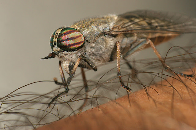 · Nono Guirado: Contra las picaduras de tábano