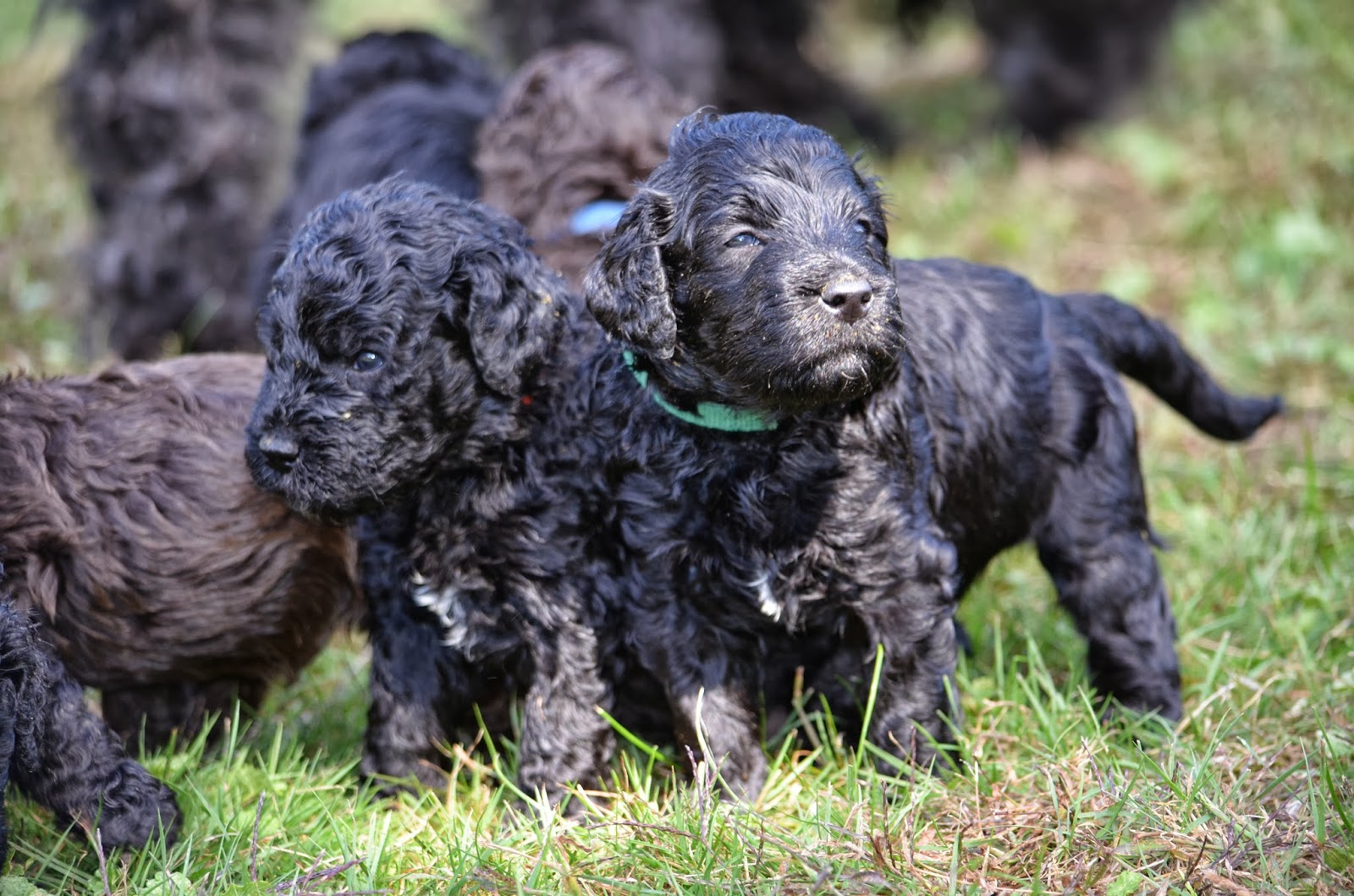 Hickory Tavern Farm Barbet: Barbet Puppies...they just keep getting cuter!