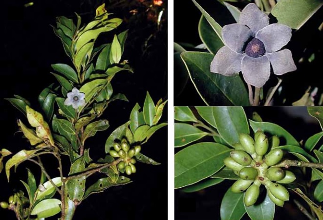 Animales y Plantas de Perú: Descubren Nuevas Especies de Flora en el ...