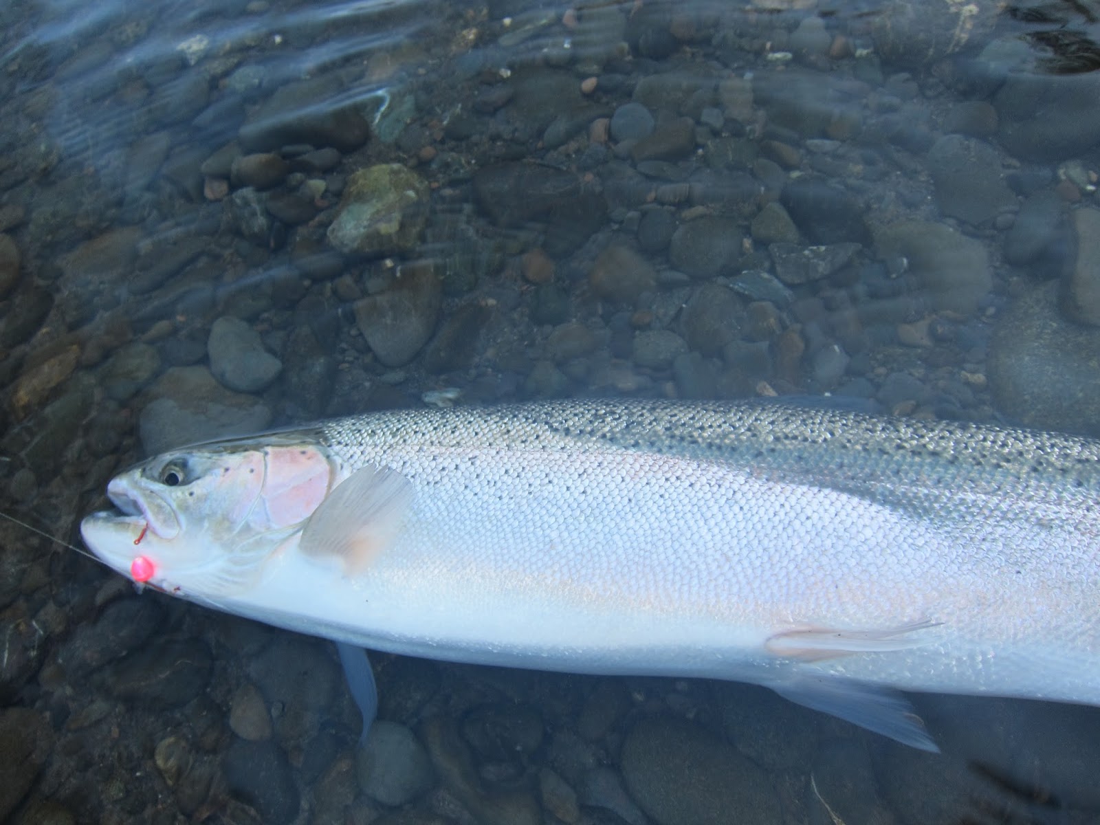 Todds Extreme Fishing: Hatchery Steelhead for Christmas