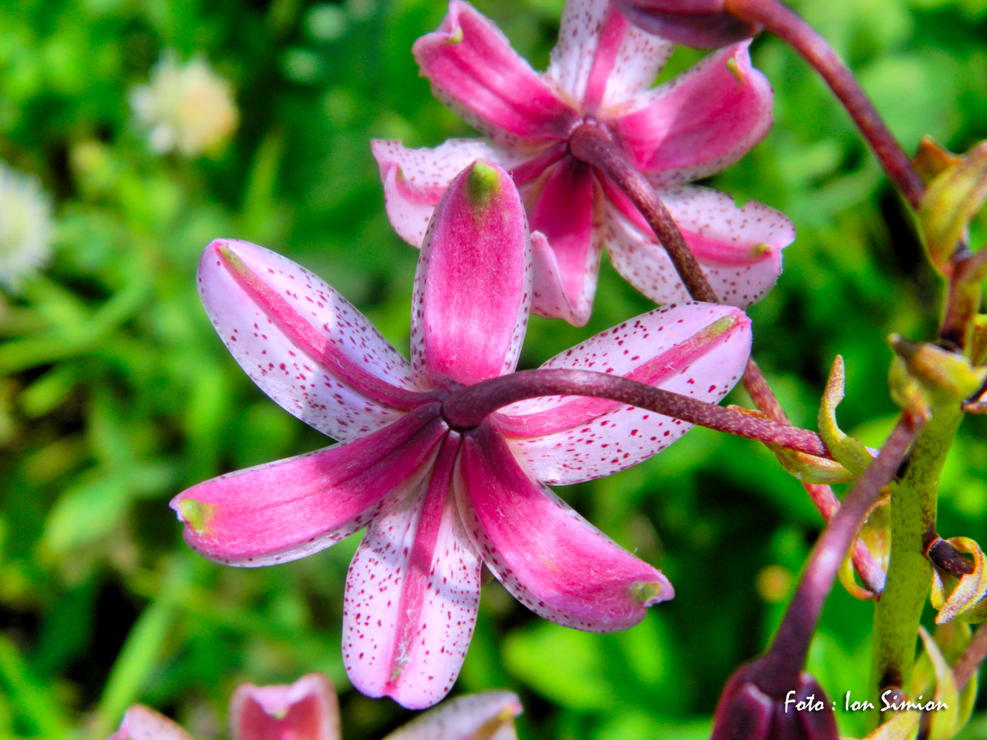 De vorba cu mine însumi: Crinul de padure