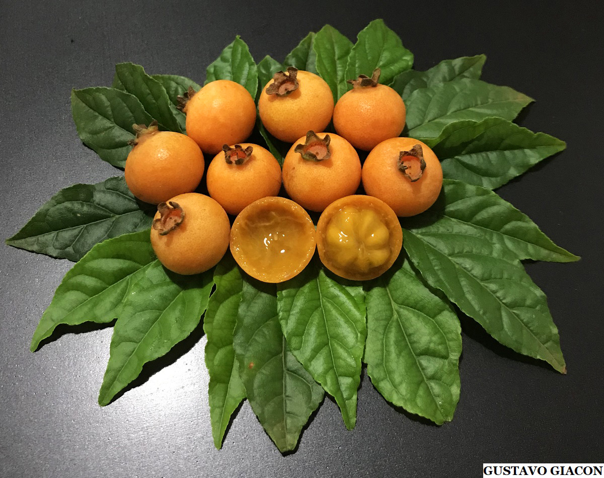 Viveiro Ciprest - Plantas Nativas e Exóticas: Guabiroba Laranja ou ...