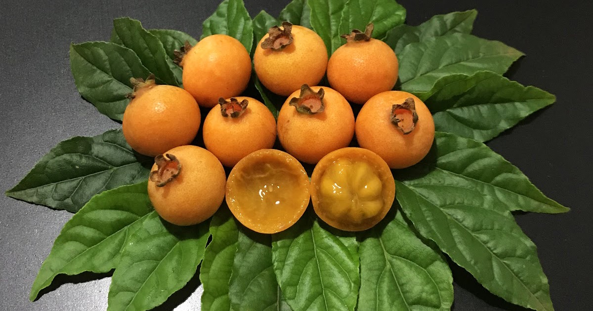 Viveiro Ciprest - Plantas Nativas e Exóticas: Guabiroba Laranja ou ...