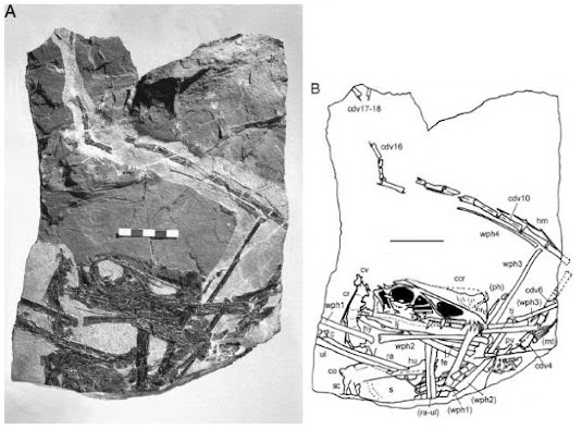 Species New to Science: [Paleontology • 2002] Austriadactylus cristatus ...
