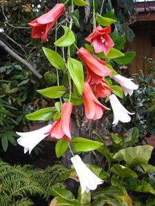 Alen: Claridad de Pensamientos: Copihue: Nuestra Flor Nacional