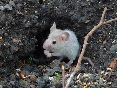 Mythology and Folklore UN-Textbook: Saints: Saint Comgall and the Mice ...