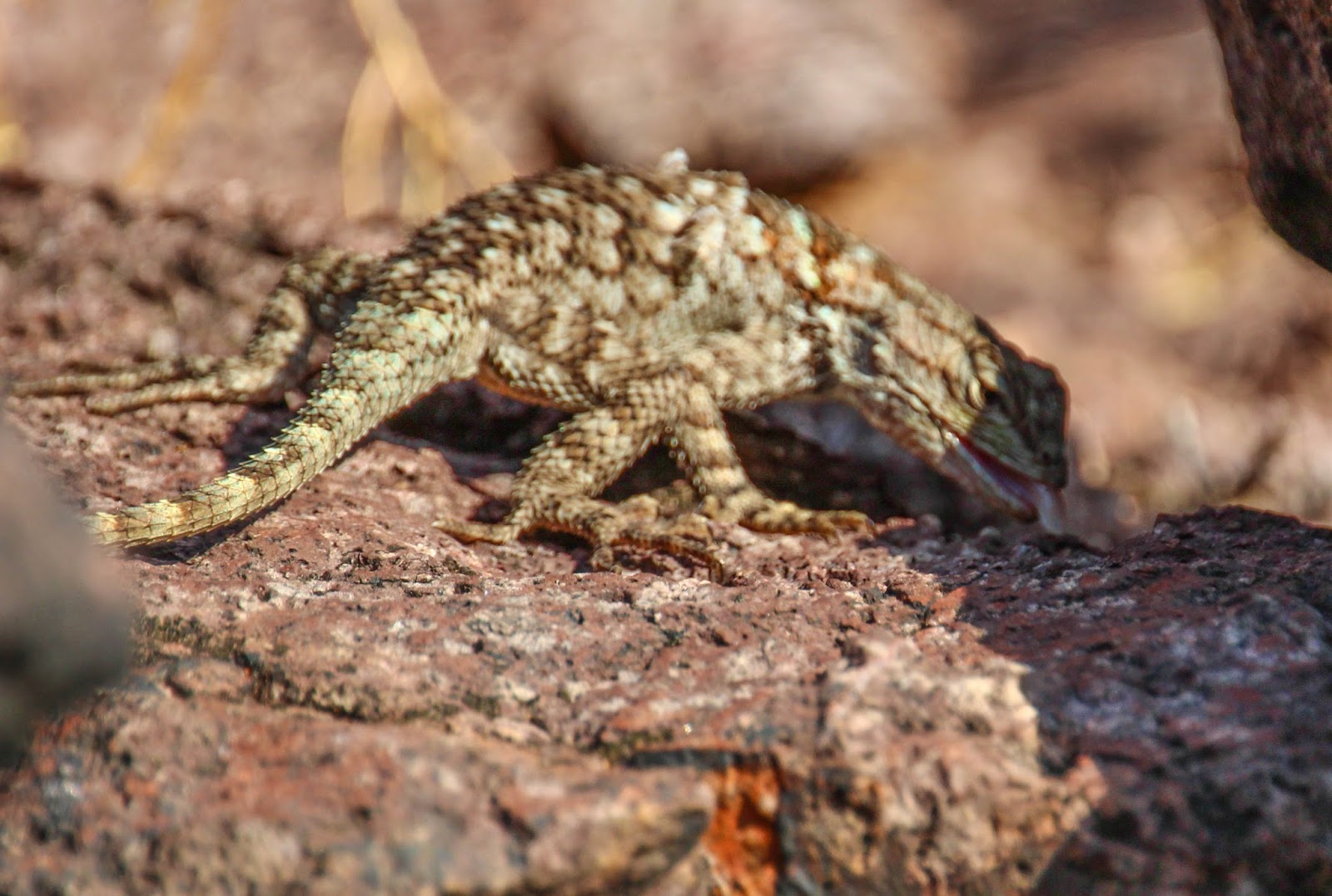 Cannundrums: Clark Spiny Lizard