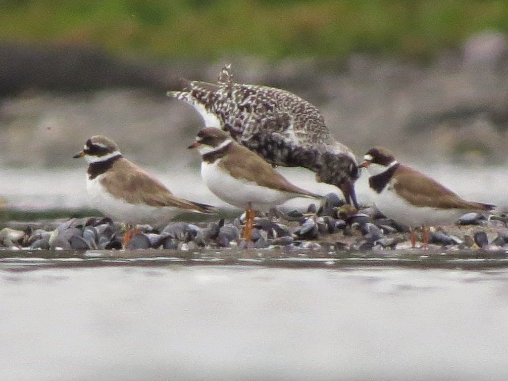 Birding with Buckley: Common Ringed Plover!
