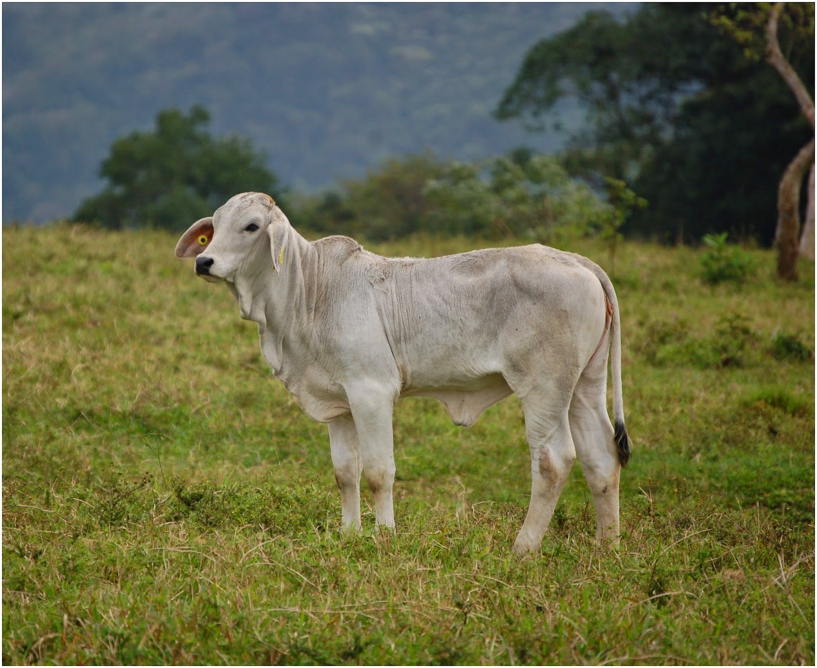 Generalidades de la Ganadería Bovina.: Crianza de Becerros.