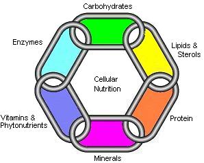 wellness-nexus: Cellular nutrition