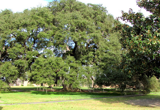Forgotten Georgia: The Village Sentinel (the tallest live oak in ...