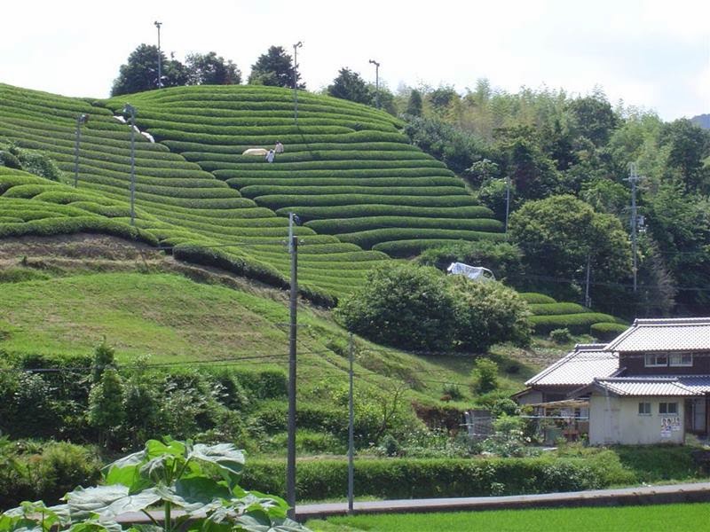 Wazuka Green Tea Farms, Japan