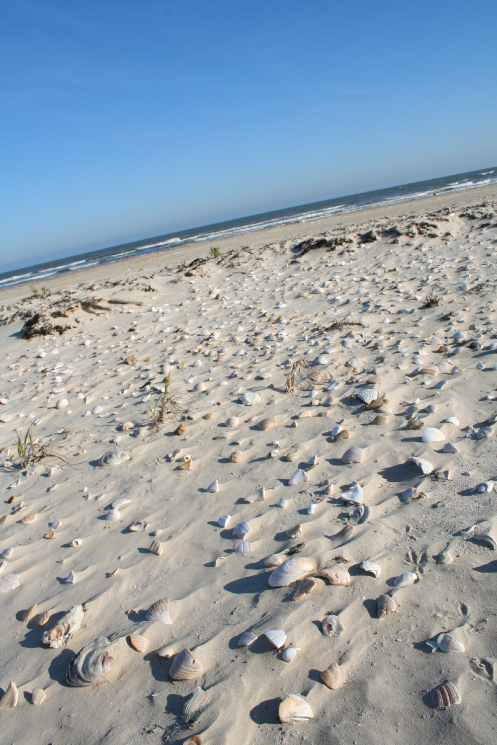 BOHEMIAN adventures: Texas Gulf coast trip