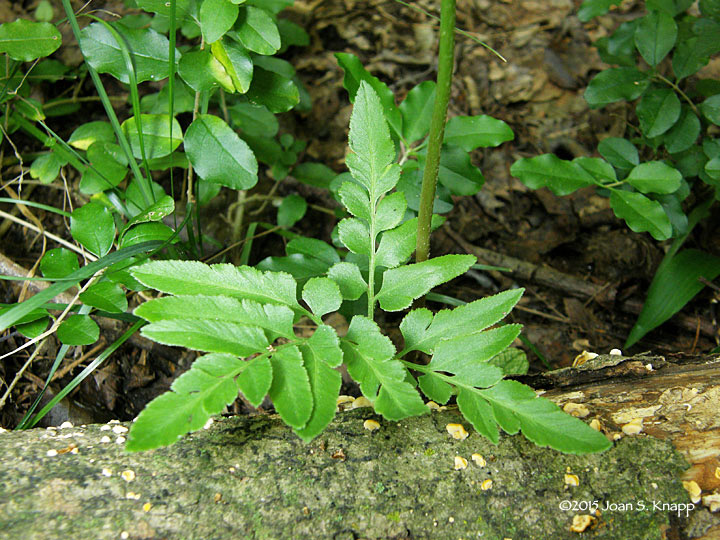 Botrychium Biternatum