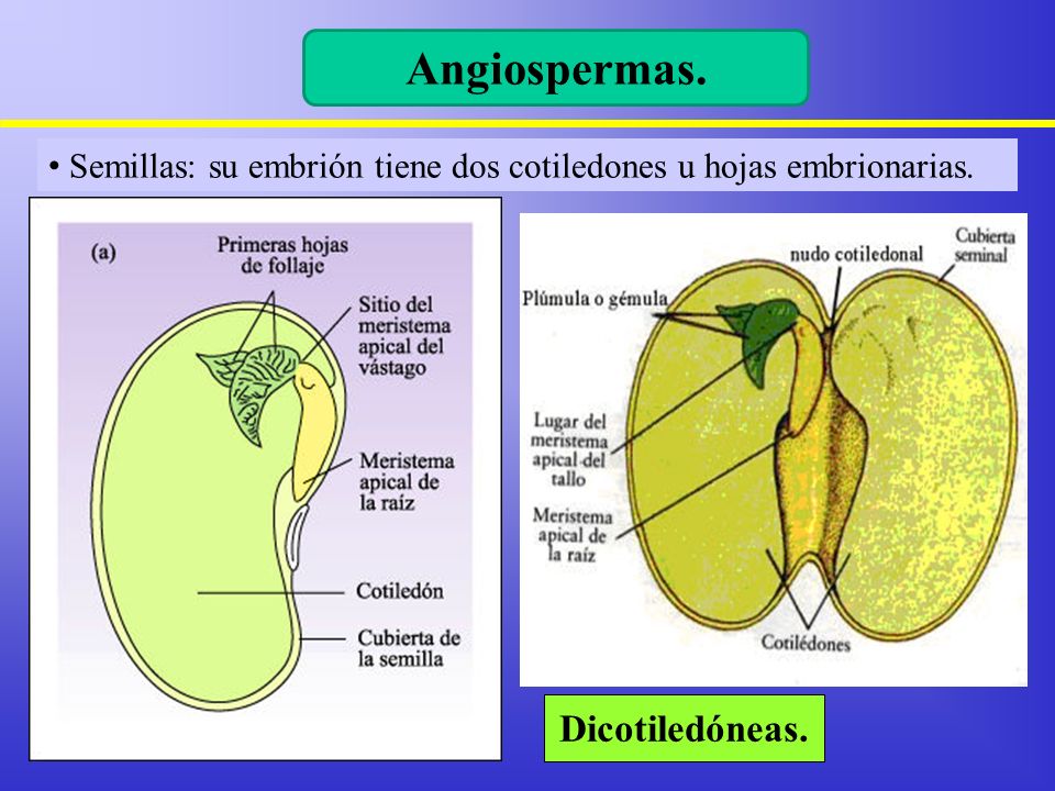 Blog del Centro Escolar "Clarisa Cárdenas": Quinta Unidad Los seres ...