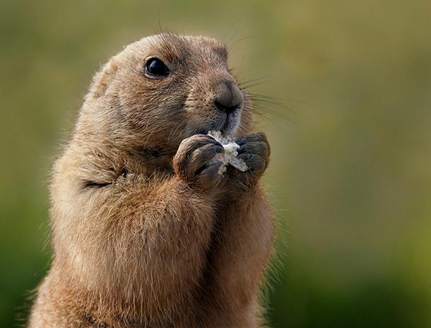 Animales en el Planeta: La marmota alpina (Marmota marmota)