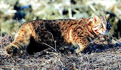 Meong Congkok (Felis bengalensis) | Hewan Indonesia dan Jual Beli