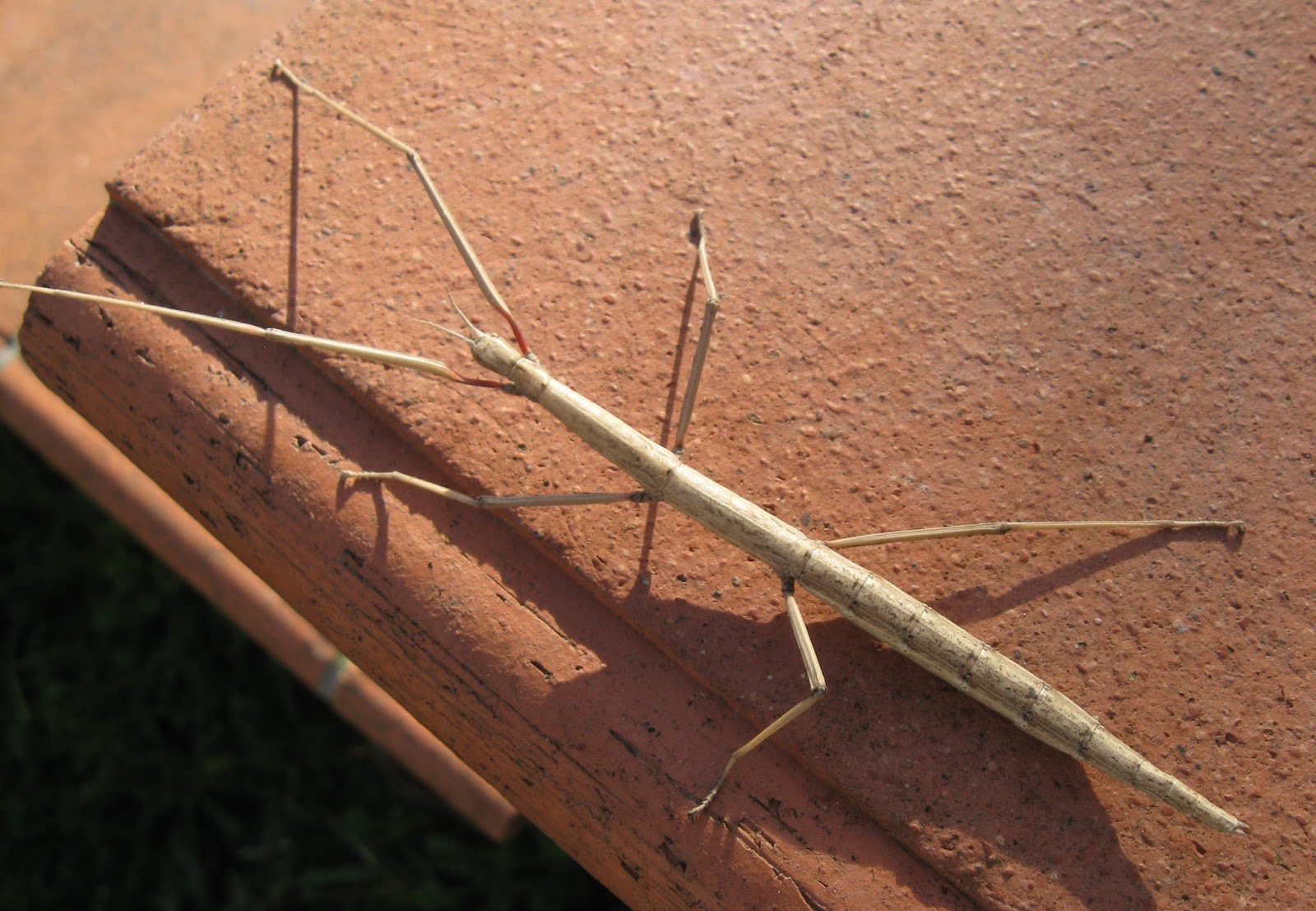 LA GRANJA DI ADRIANA: insetto stecco - bacillus rossius redtenbacheri