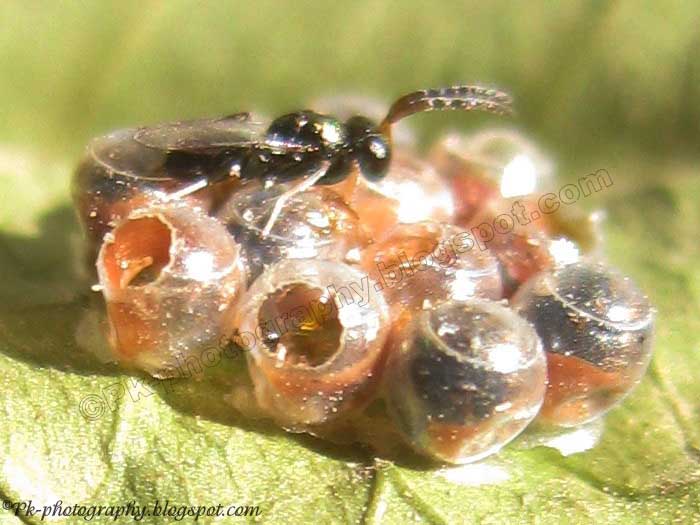 The Egg Parasitoid Wasp-Trissolcus basalis | Nature, Cultural, and ...