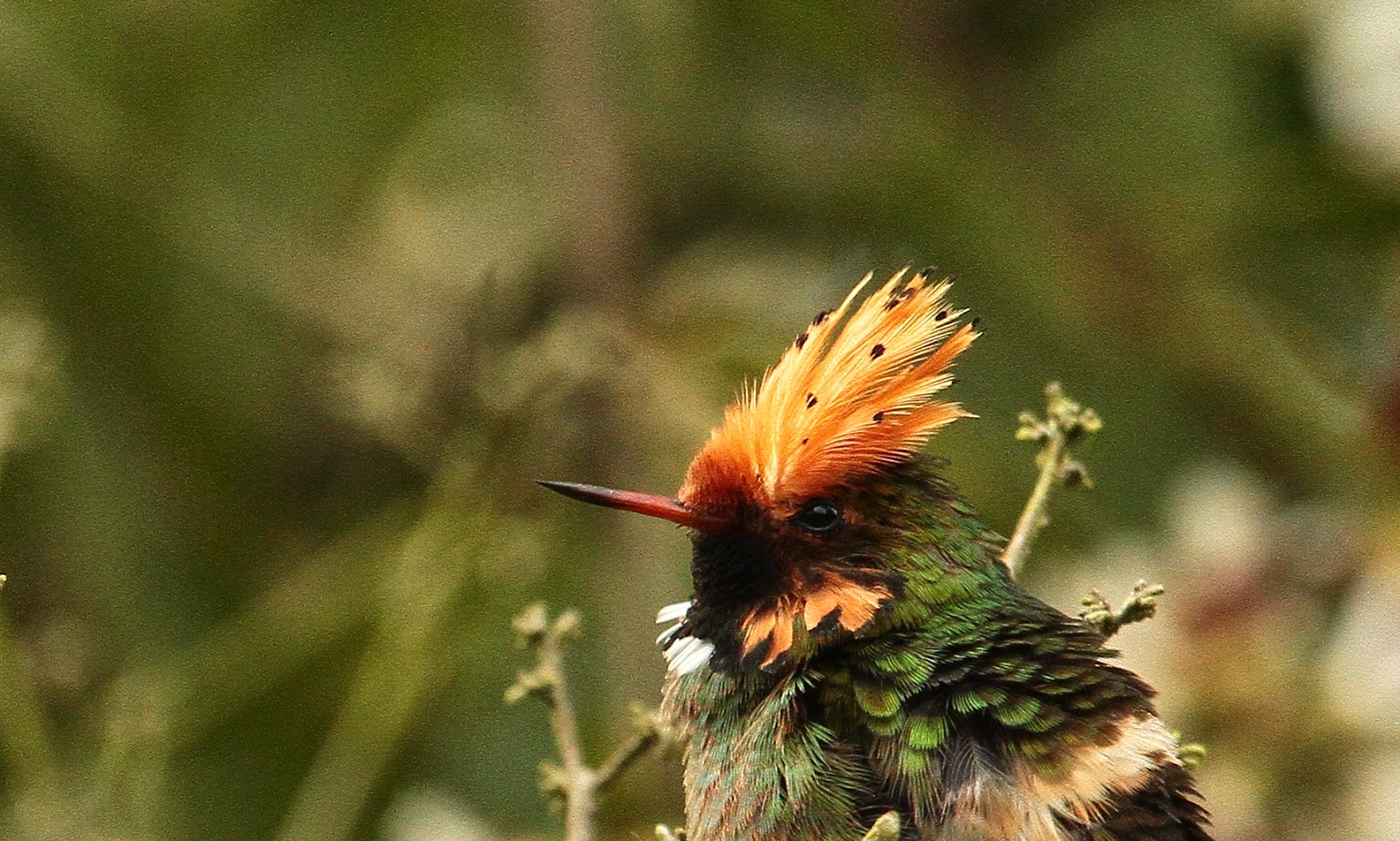 Nuestro bello mundo...: Spangled Coquette, male, Lophornis stictolophus ...