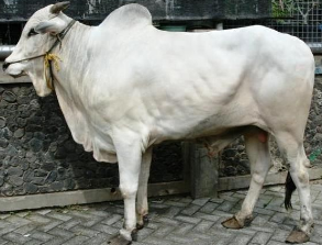 MENGENAL JENIS SAPI SUMBA ONGOLE - BETERNAK DAN MENANAM