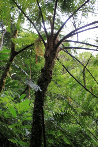 Info Lengkap 2017 Objek Wisata Gunung Tangkuban Perahu ~ tour