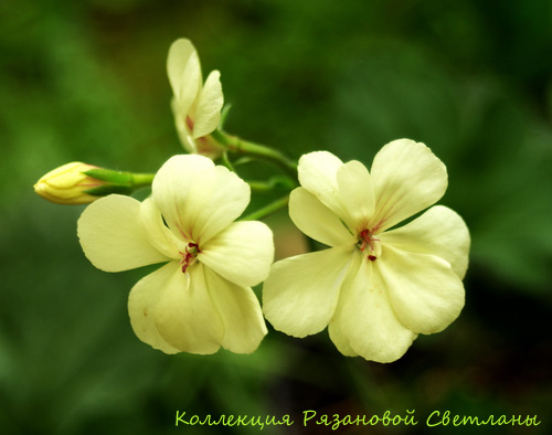 Сад пеларгоний в Минске: PAC First Yellow
