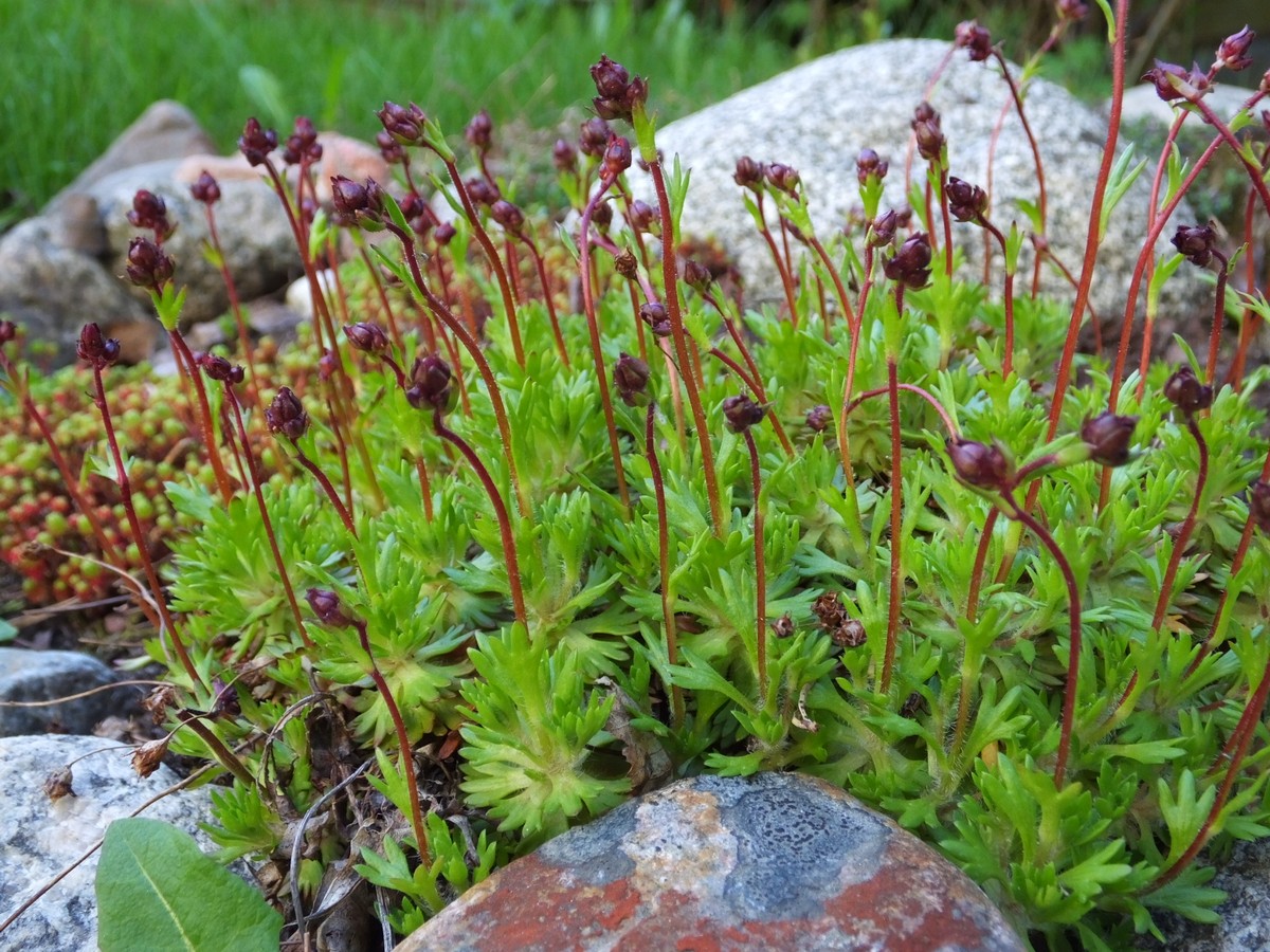 Saran mökissä ja puutarhassa: Nopeaa etenemistä