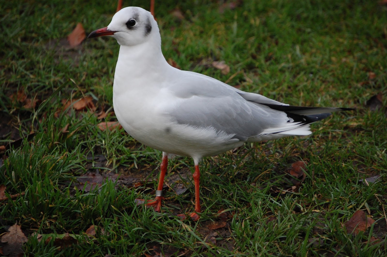 Northern Ireland Black-headed Gull Study: Metal ringed Black-headed Gull