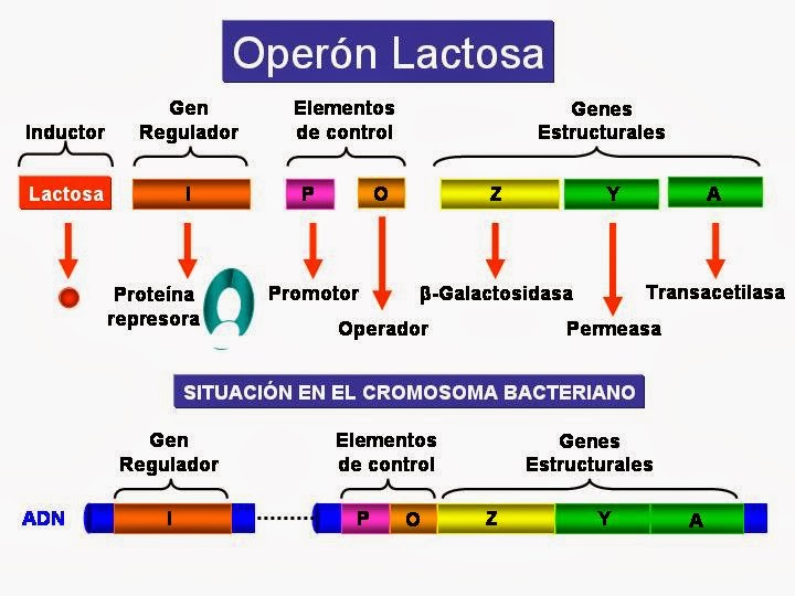 - Cousas de Bioloxía -: Operon LAC
