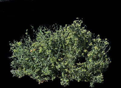 Digital Hortorium: Hypericum kalmianum 'Blue Velvet' (Heather Faivre)