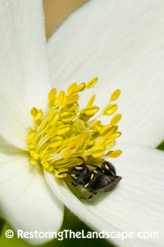 Restoring The Landscape With Native Plants: Native Bee Spotlight ...