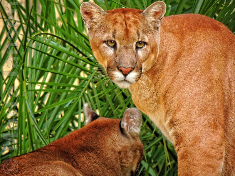 Captando a Luz: Olhar de suçuarana