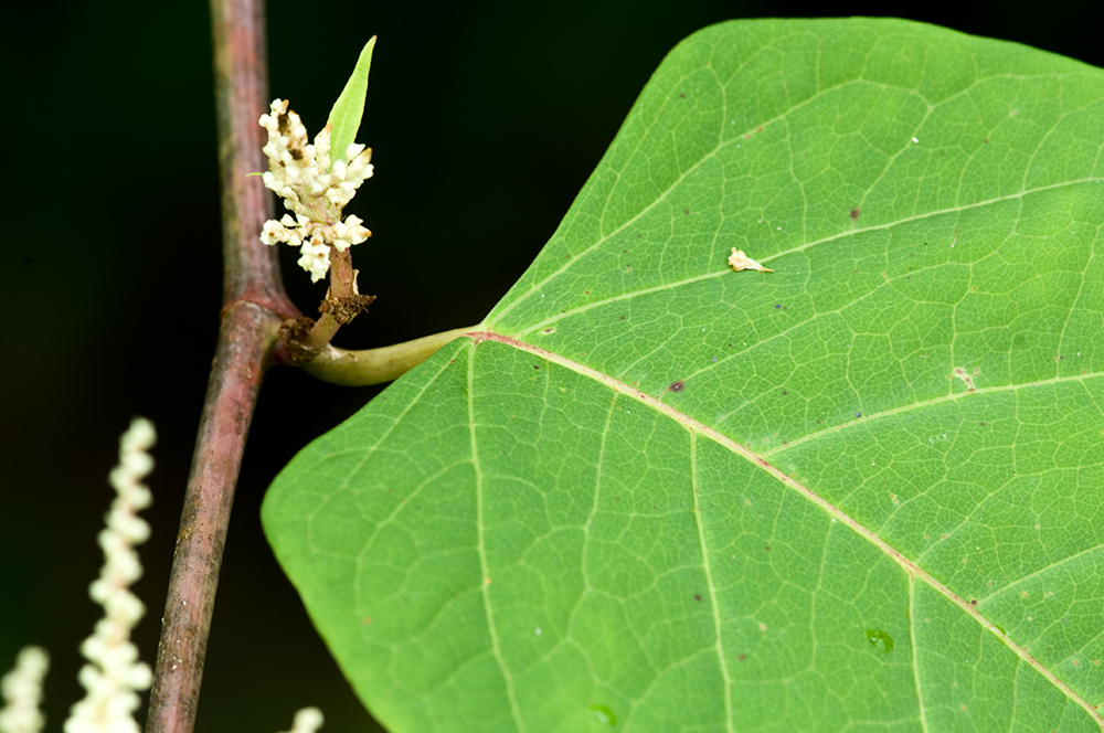 The 3 Foragers: Foraging for Wild, Natural, Organic Food: Japanese ...
