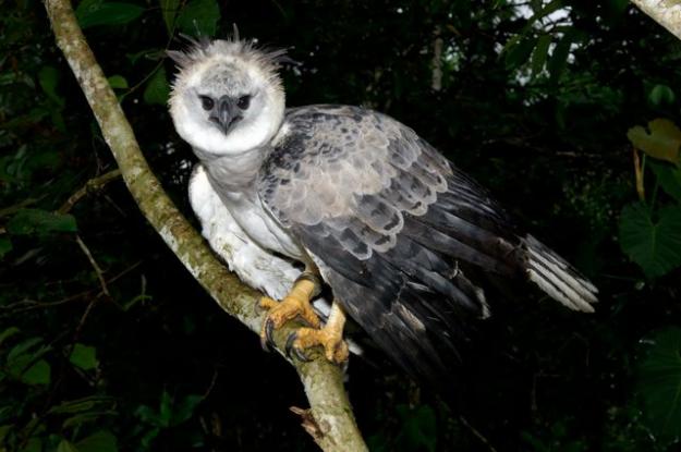 Turismo Natural en el Ecuador: PARQUE NACIONAL YASUNI