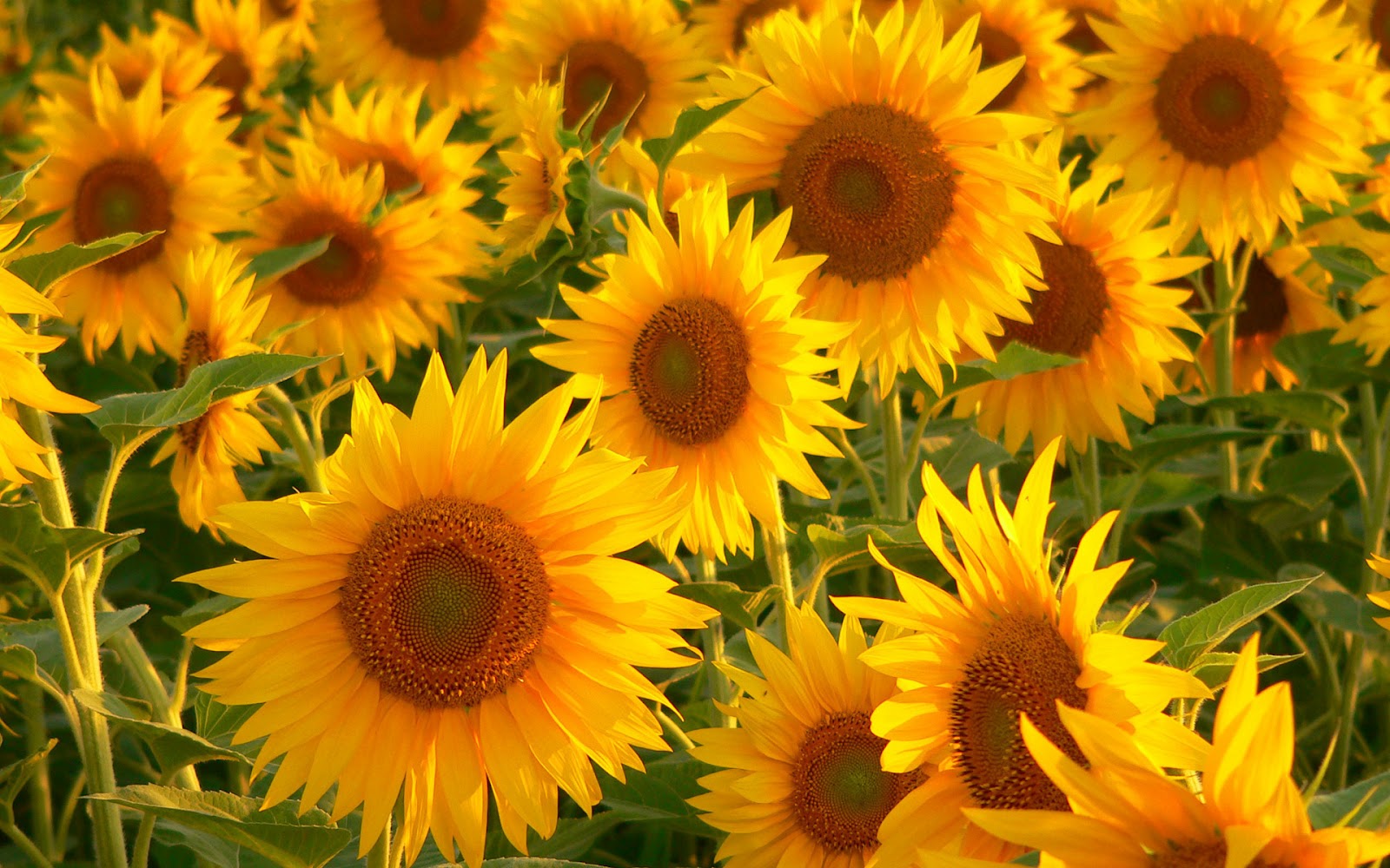 Girasol wallpapers