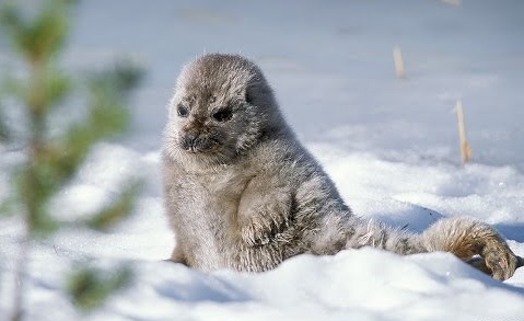Sos! Foche a rischio estinzione!