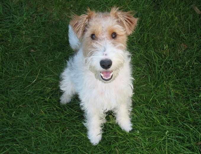 Area of Cute Puppy Pictures